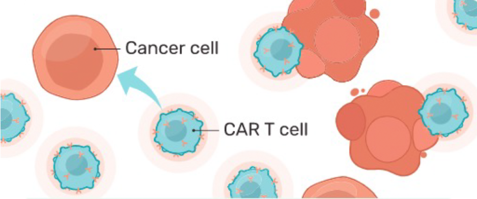 What Is CAR T Cell Therapy? Process & Diagram Explained