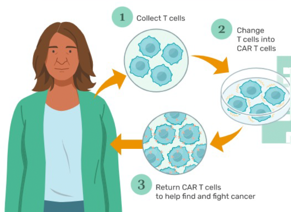 What Is CAR T Cell Therapy? Process & Diagram Explained